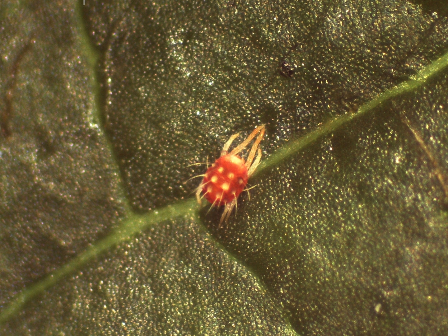 Projeto busca identificar soluções para pragas que atingem vinhedos ...